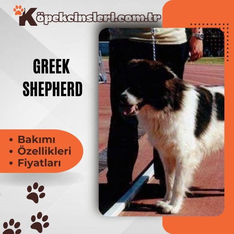 Greek Shepherd Özellikleri, Bakımı ve Fiyatları