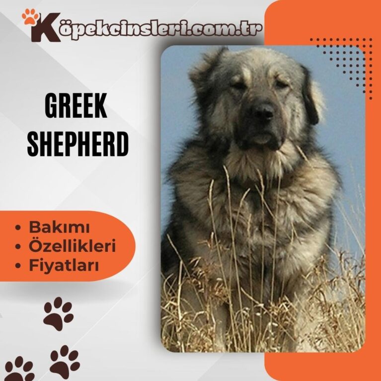 Greek Shepherd Özellikleri, Bakımı ve Fiyatları