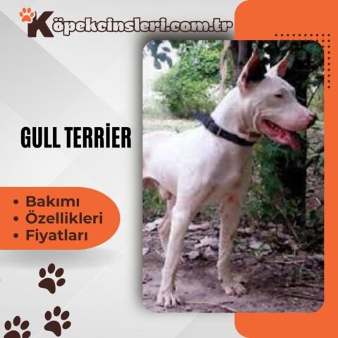 Gull Terrier Özellikleri, Bakımı ve Fiyatları