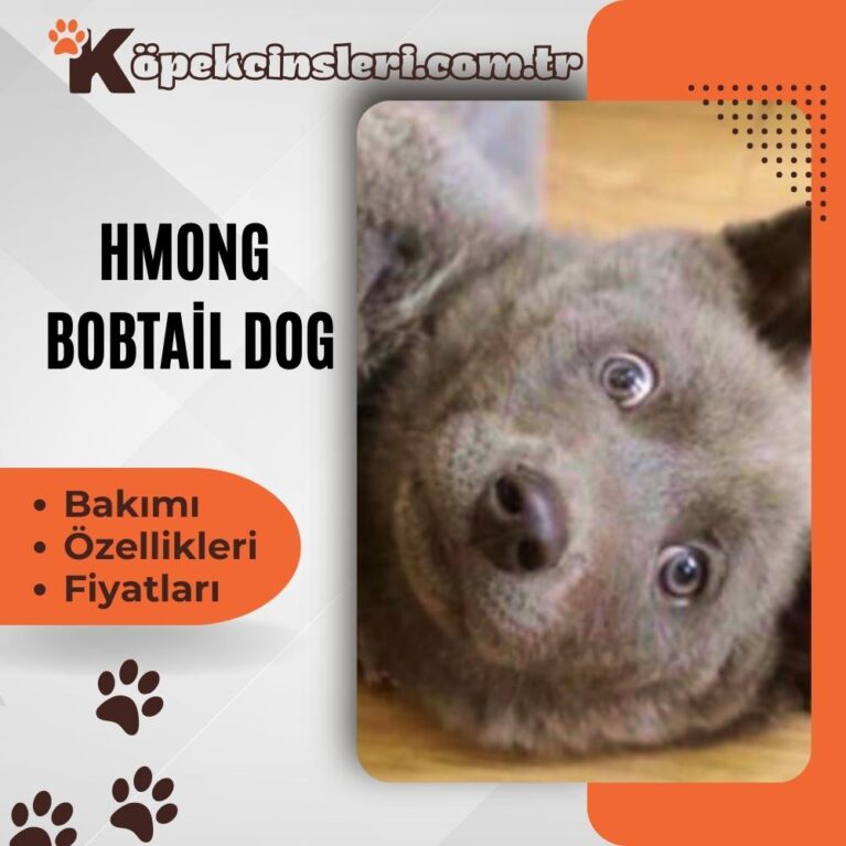 Hmong Bobtail Dog Özellikleri, Bakımı ve Fiyatları