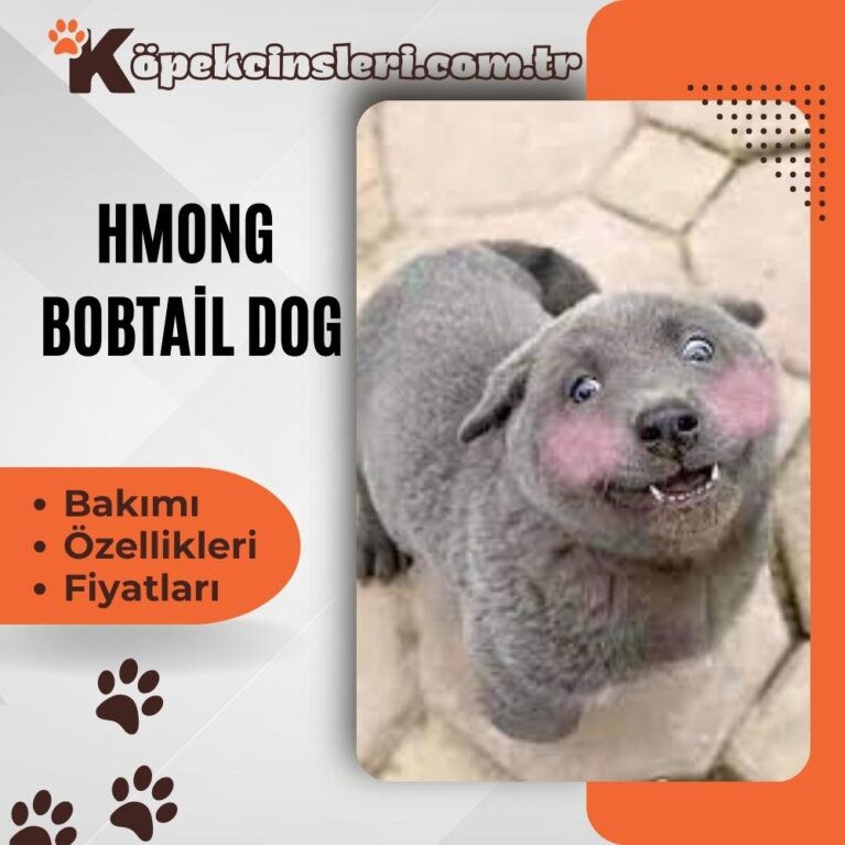 Hmong Bobtail Dog Özellikleri, Bakımı ve Fiyatları