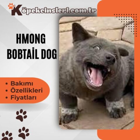 Hmong Bobtail Dog Özellikleri, Bakımı ve Fiyatları
