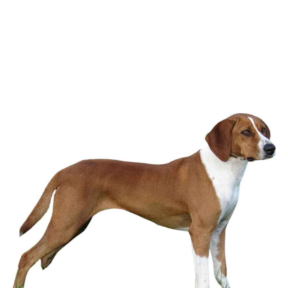 H harfi ile başlayan köpekler Listesi - Köpek Cinsleri | Köpek Cinsleri ...