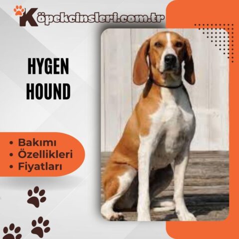 Hygen Hound Özellikleri, Bakımı ve Fiyatları