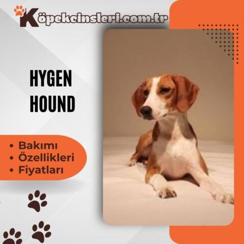 Hygen Hound Özellikleri, Bakımı ve Fiyatları