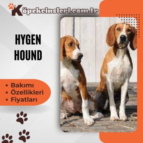 Hygen Hound Özellikleri, Bakımı ve Fiyatları