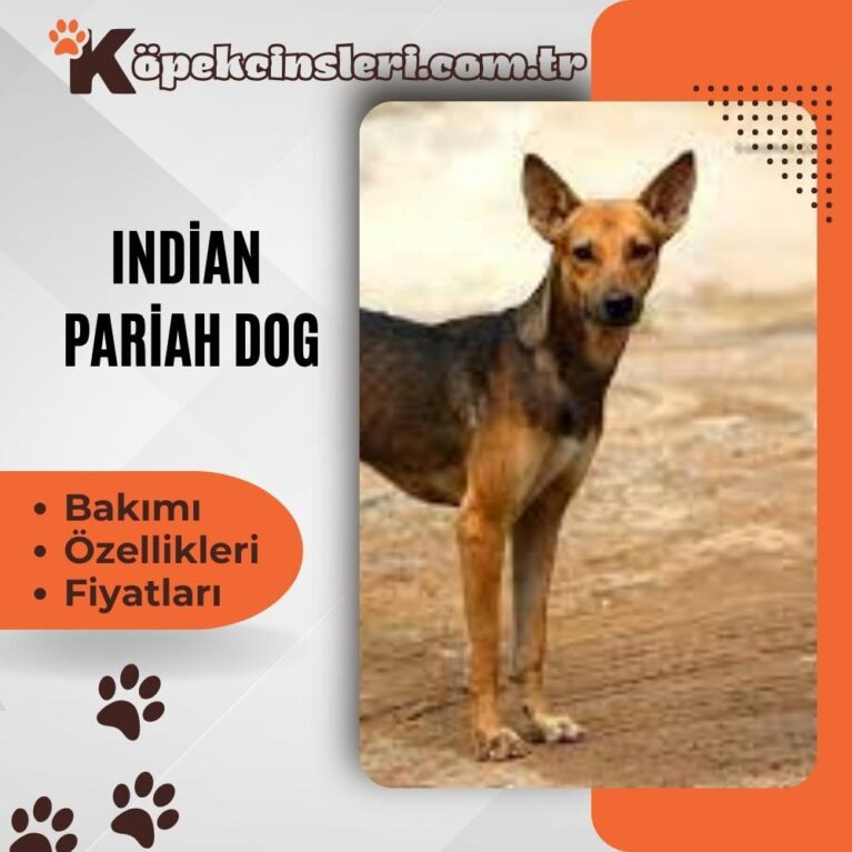 Indian Pariah Dog Özellikleri, Bakımı ve Fiyatları