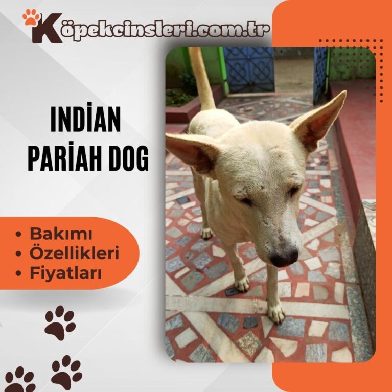 Indian Pariah Dog Özellikleri, Bakımı ve Fiyatları