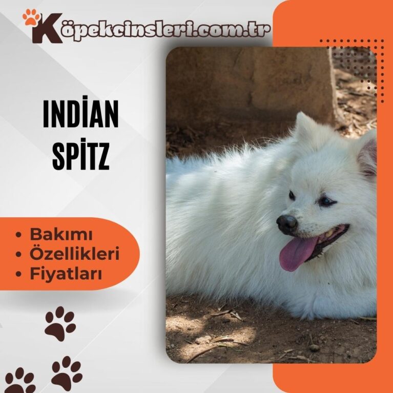 Indian Spitz Özellikleri, Bakımı ve Fiyatları