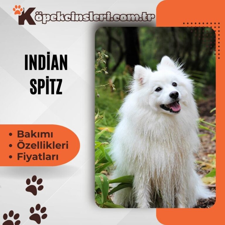 Indian Spitz Özellikleri, Bakımı ve Fiyatları
