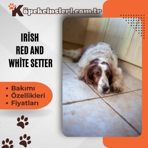 Irish Red And White Setter Özellikleri, Bakımı ve Fiyatları