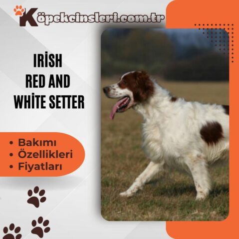 Irish Red And White Setter Özellikleri, Bakımı ve Fiyatları
