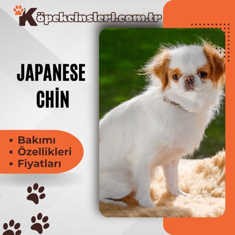 Japanese Chin Özellikleri, Bakımı ve Fiyatları