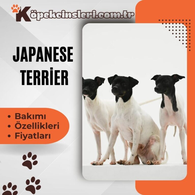 Japanese Terrier Özellikleri, Bakımı ve Fiyatları