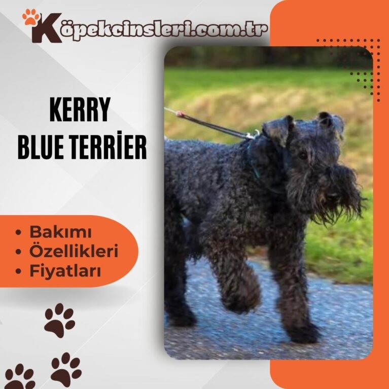 Kerry Blue Terrier Özellikleri, Bakımı ve Fiyatları