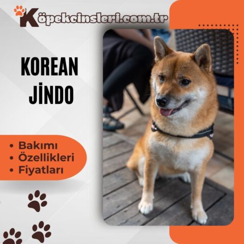 Korean Jindo Özellikleri, Bakımı ve Fiyatları