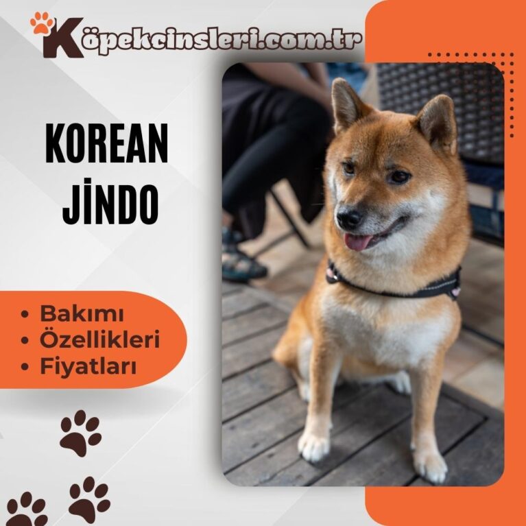 Korean Jindo Özellikleri, Bakımı ve Fiyatları