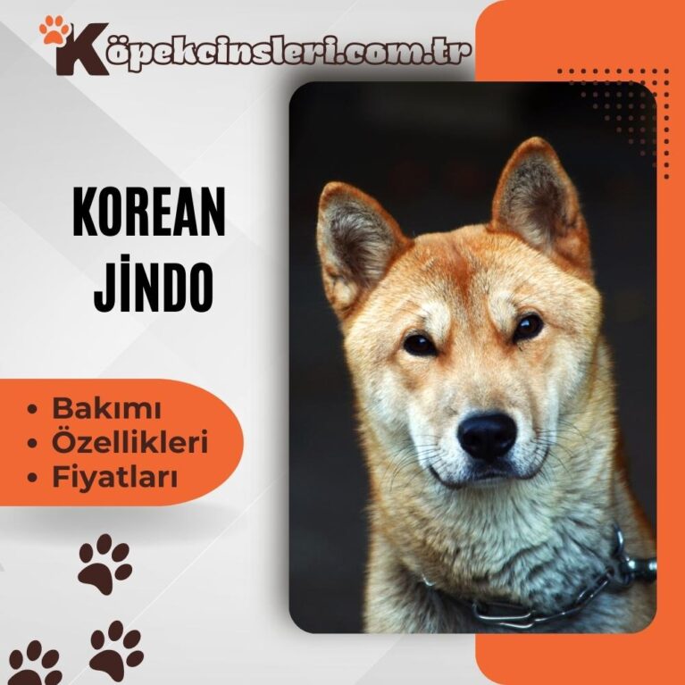 Korean Jindo Özellikleri, Bakımı ve Fiyatları