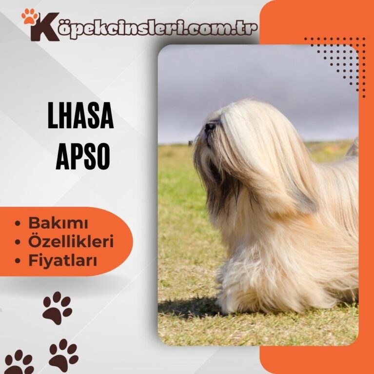 Lhasa Apso Özellikleri, Bakımı ve Fiyatları