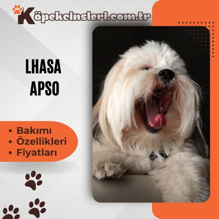Lhasa Apso Özellikleri, Bakımı ve Fiyatları