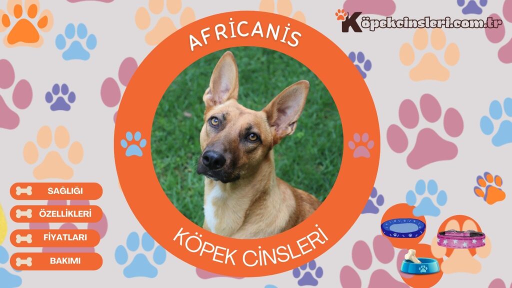 Africanis Özellikleri, Bakımı ve Fiyatları