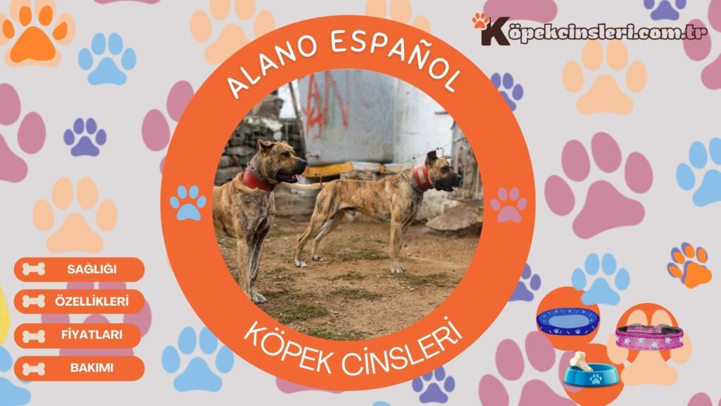 Alano Español Özellikleri, Bakımı ve Fiyatları