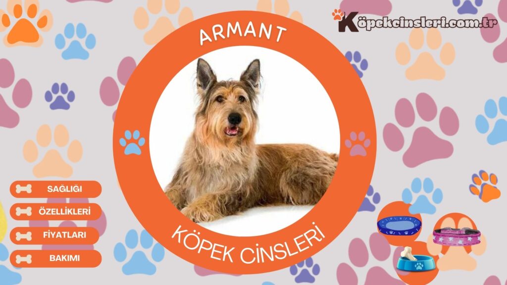 Armant Özellikleri, Bakımı ve Fiyatları