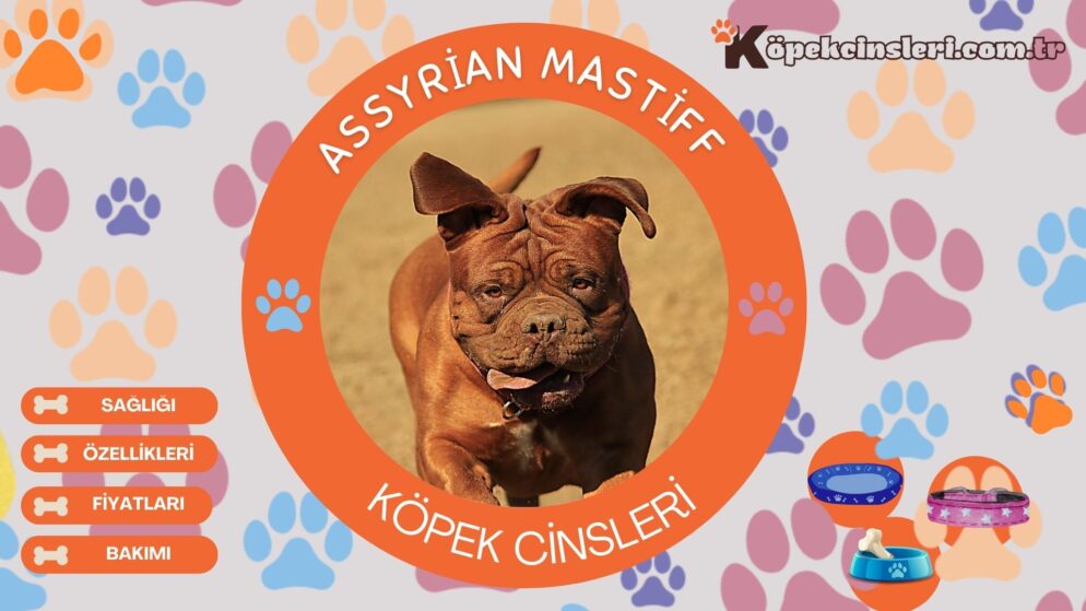 Assyrian Mastiff Özellikleri, Bakımı ve Fiyatları
