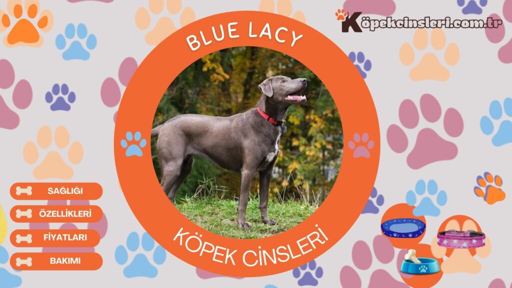Blue Lacy Özellikleri, Bakımı ve Fiyatları