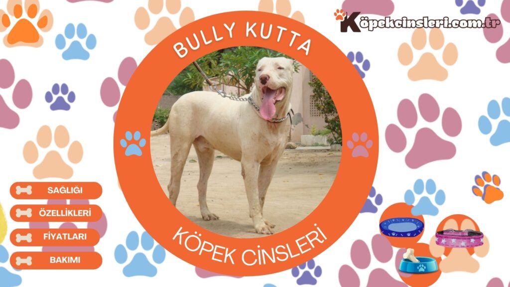 Bully Kutta Özellikleri, Bakımı ve Fiyatları