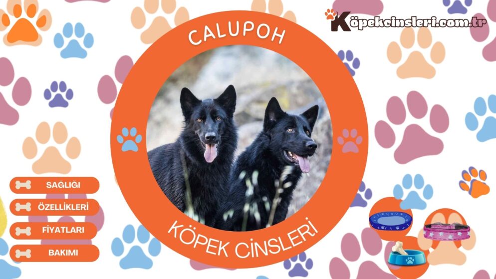 Calupoh Özellikleri, Bakımı ve Fiyatları