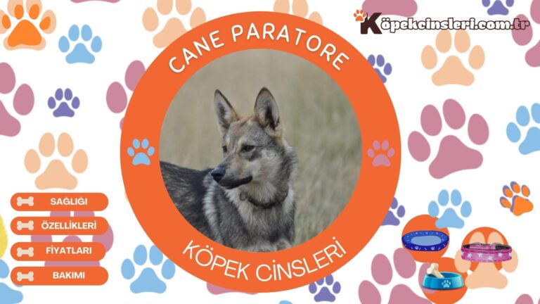 Cane Paratore Özellikleri, Bakımı ve Fiyatları