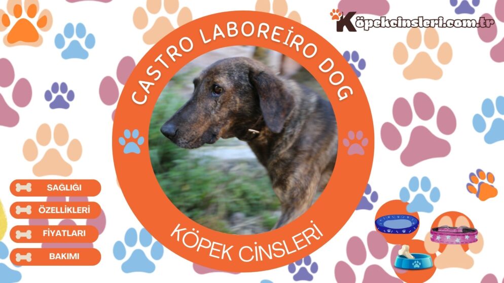 Castro Laboreiro Dog Özellikleri, Bakımı ve Fiyatları