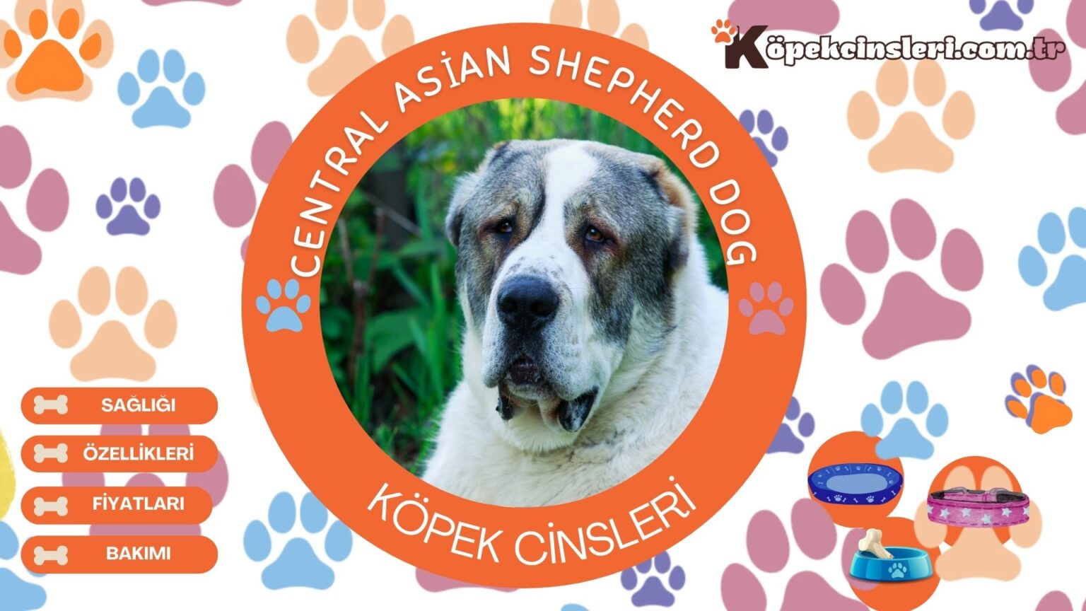 Alabay Alabai Özellikleri, Bakımı ve Fiyatları