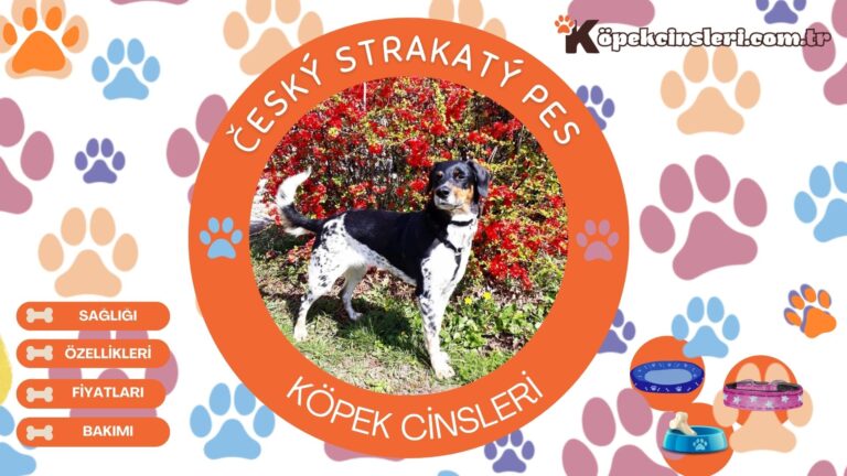 Cesky Strakaty Pes Özellikleri, Bakımı ve Fiyatları
