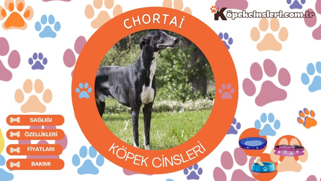 Chortai Özellikleri, Bakımı ve Fiyatları