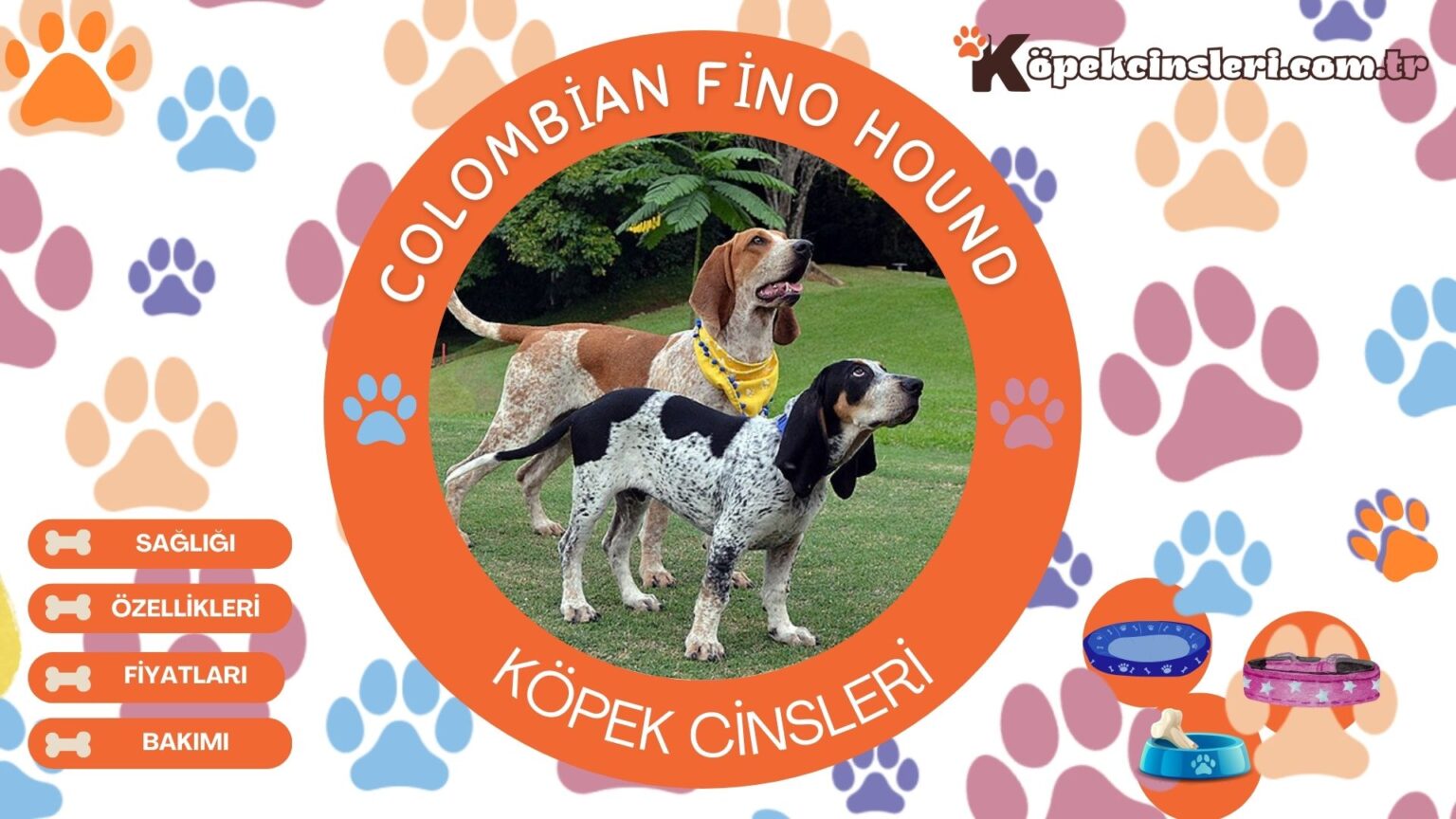 Colombian Fino Hound Özellikleri, Bakımı ve Fiyatları