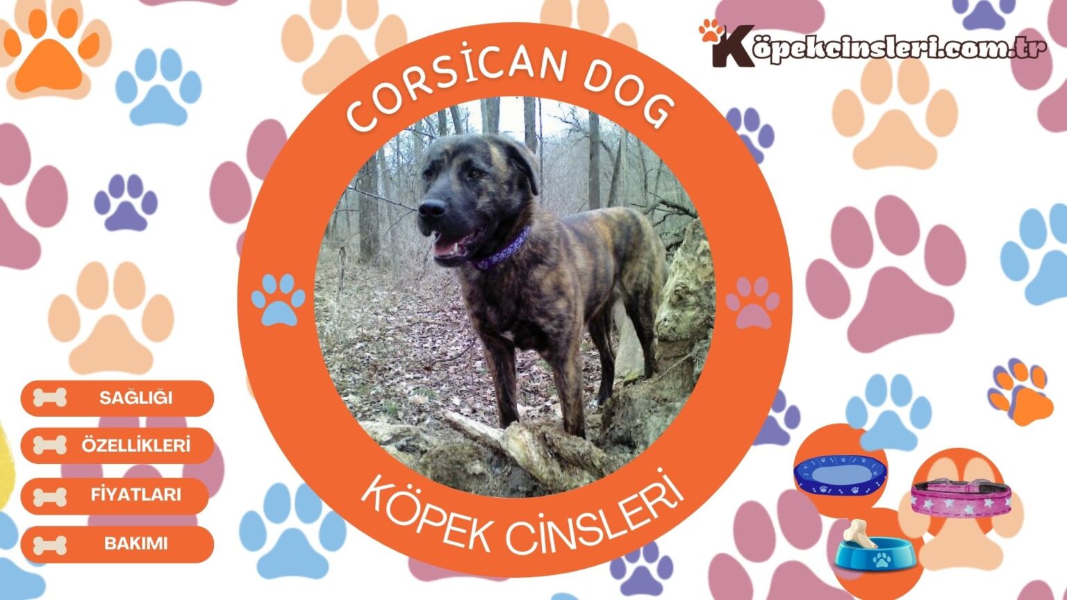 Corsican Dog Özellikleri, Bakımı ve Fiyatları