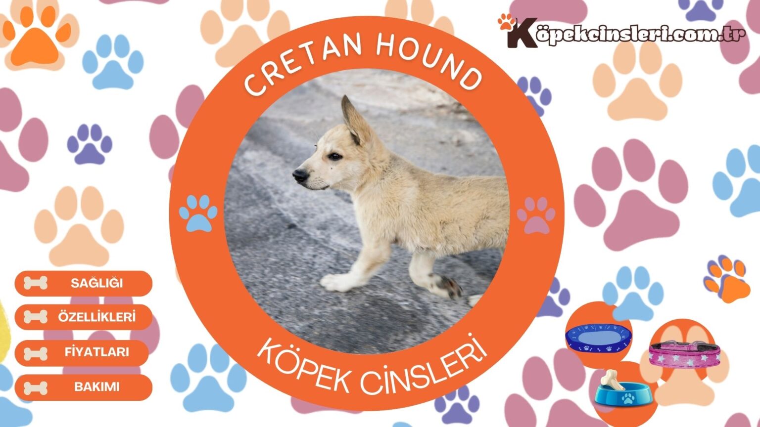 Cretan Hound Özellikleri, Bakımı ve Fiyatları