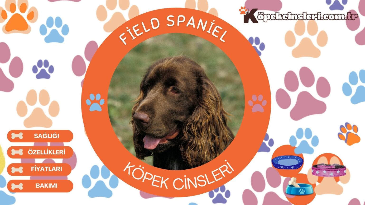 Field Spaniel Özellikleri, Bakımı ve Fiyatları