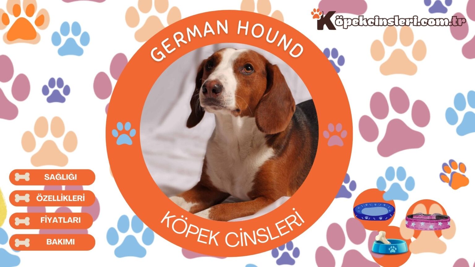 German Hound Özellikleri, Bakımı ve Fiyatları