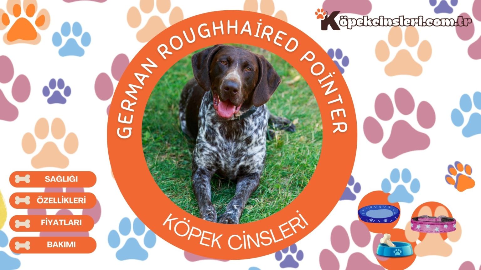 German Roughhaired Pointer Özellikleri, Bakımı ve Fiyatları