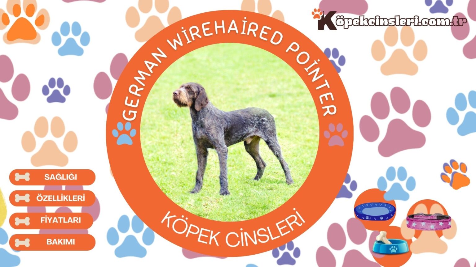 German Wirehaired Pointer Özellikleri, Bakımı ve Fiyatları