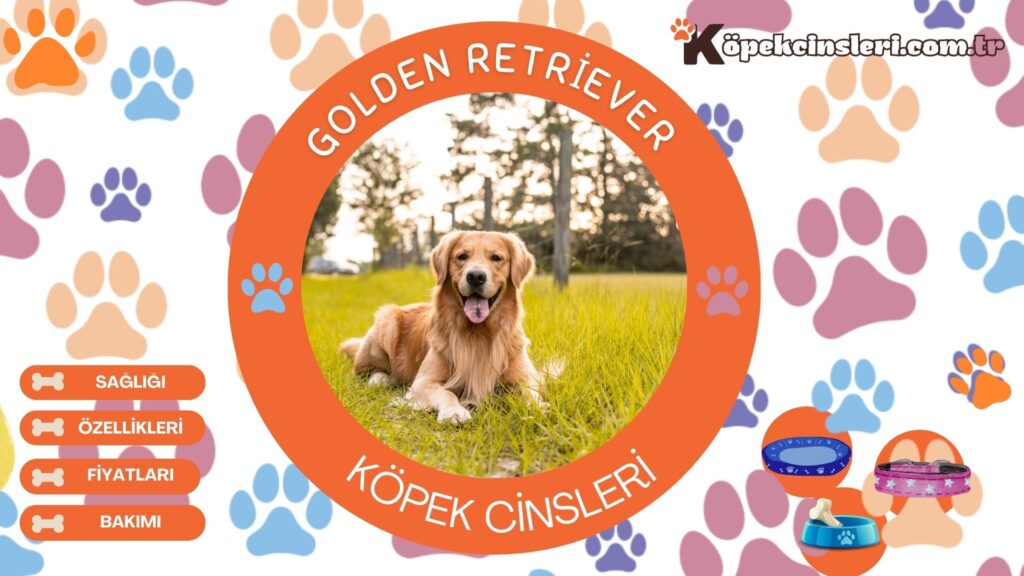 Golden Retriever Özellikleri, Bakımı ve Fiyatları