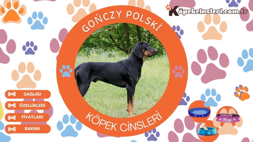 Gonczy Polski Özellikleri, Bakımı ve Fiyatları