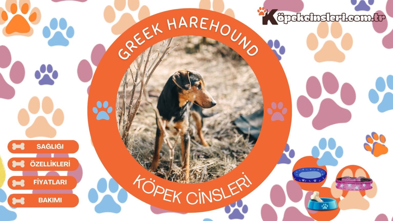 Greek Harehound Özellikleri, Bakımı ve Fiyatları