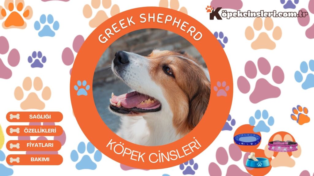 Greek Shepherd Özellikleri, Bakımı ve Fiyatları