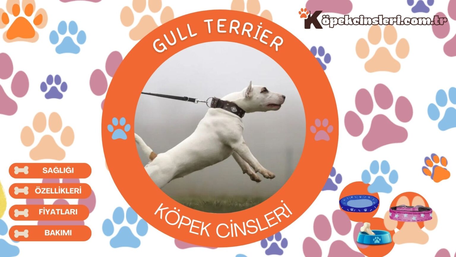 Gull Terrier Özellikleri, Bakımı ve Fiyatları