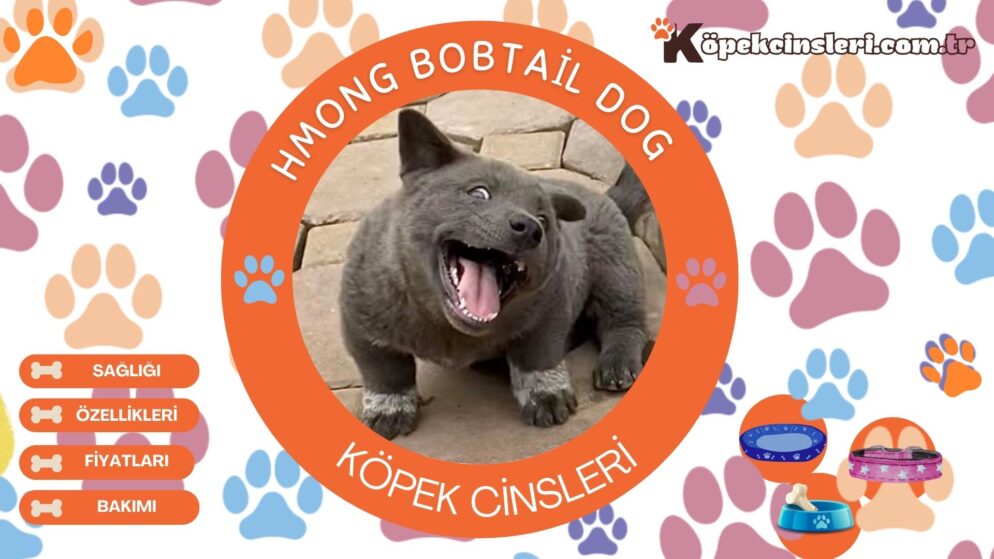 Hmong Bobtail Dog Özellikleri, Bakımı ve Fiyatları