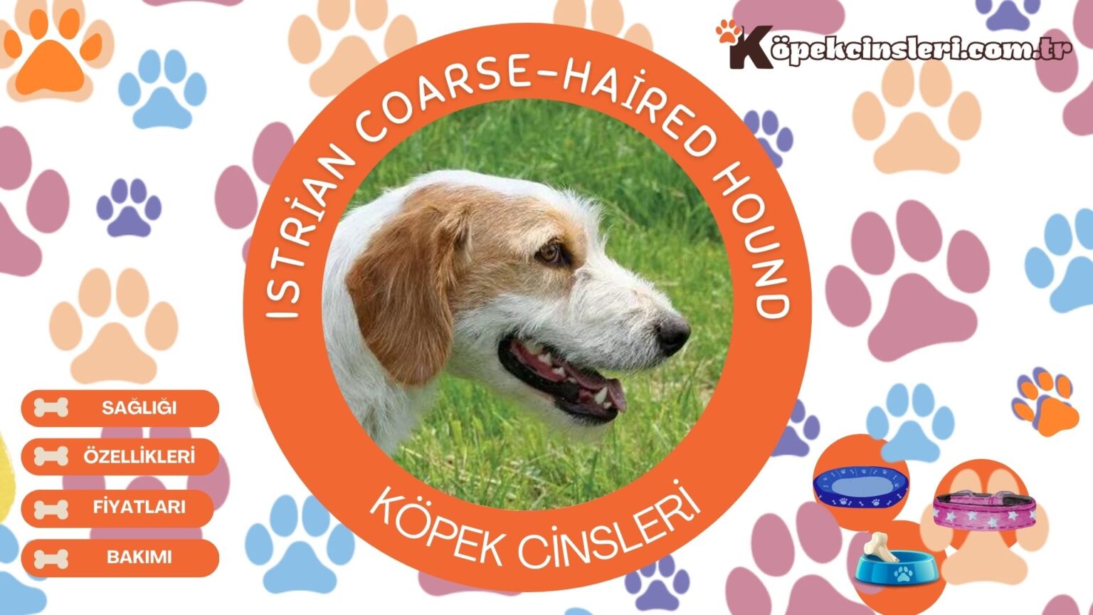 Istrian Coarse-Haired Hound Özellikleri, Bakımı ve Fiyatları